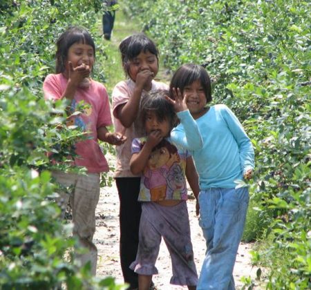 Children In the Fields Campaign – Association of Farmworker Opportunity ...